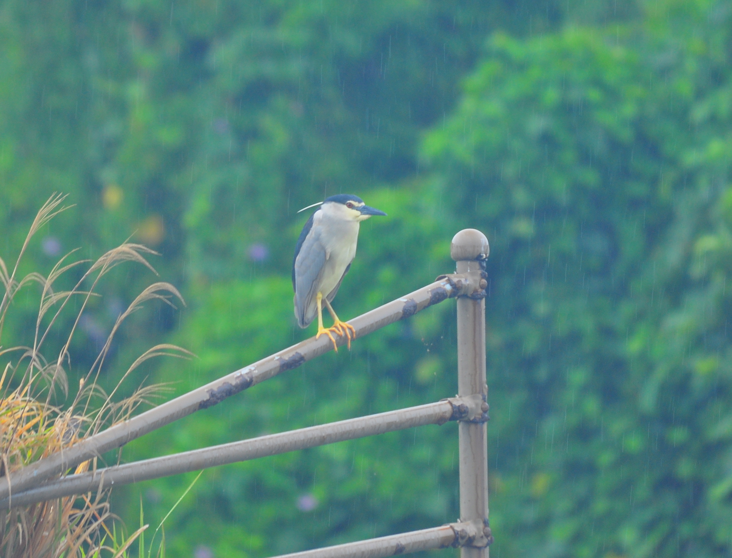 Noah | The Quiet Ripple Defines The Pond