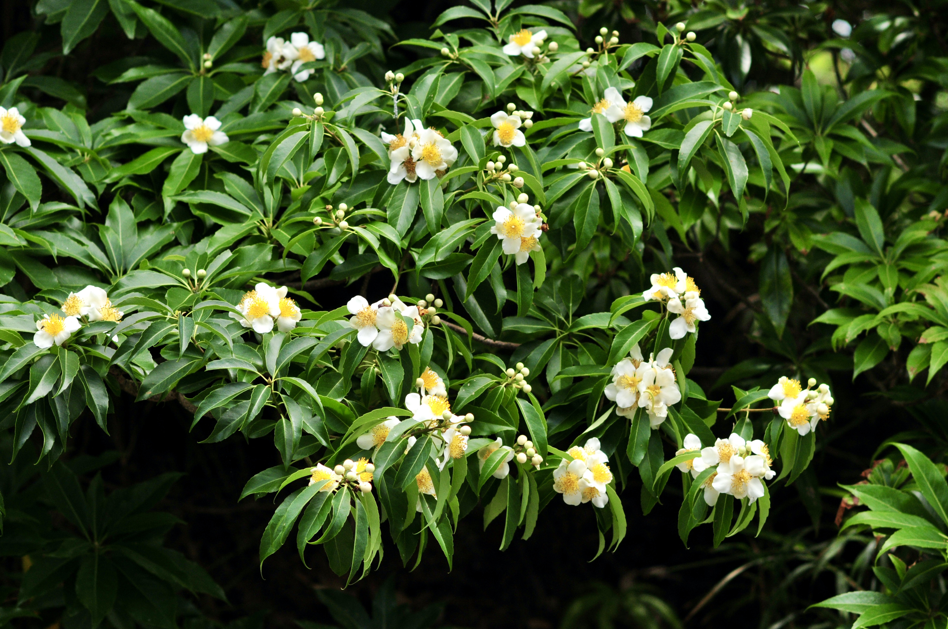 The Lilies of the Field | The Quiet Ripple Defines The Pond
